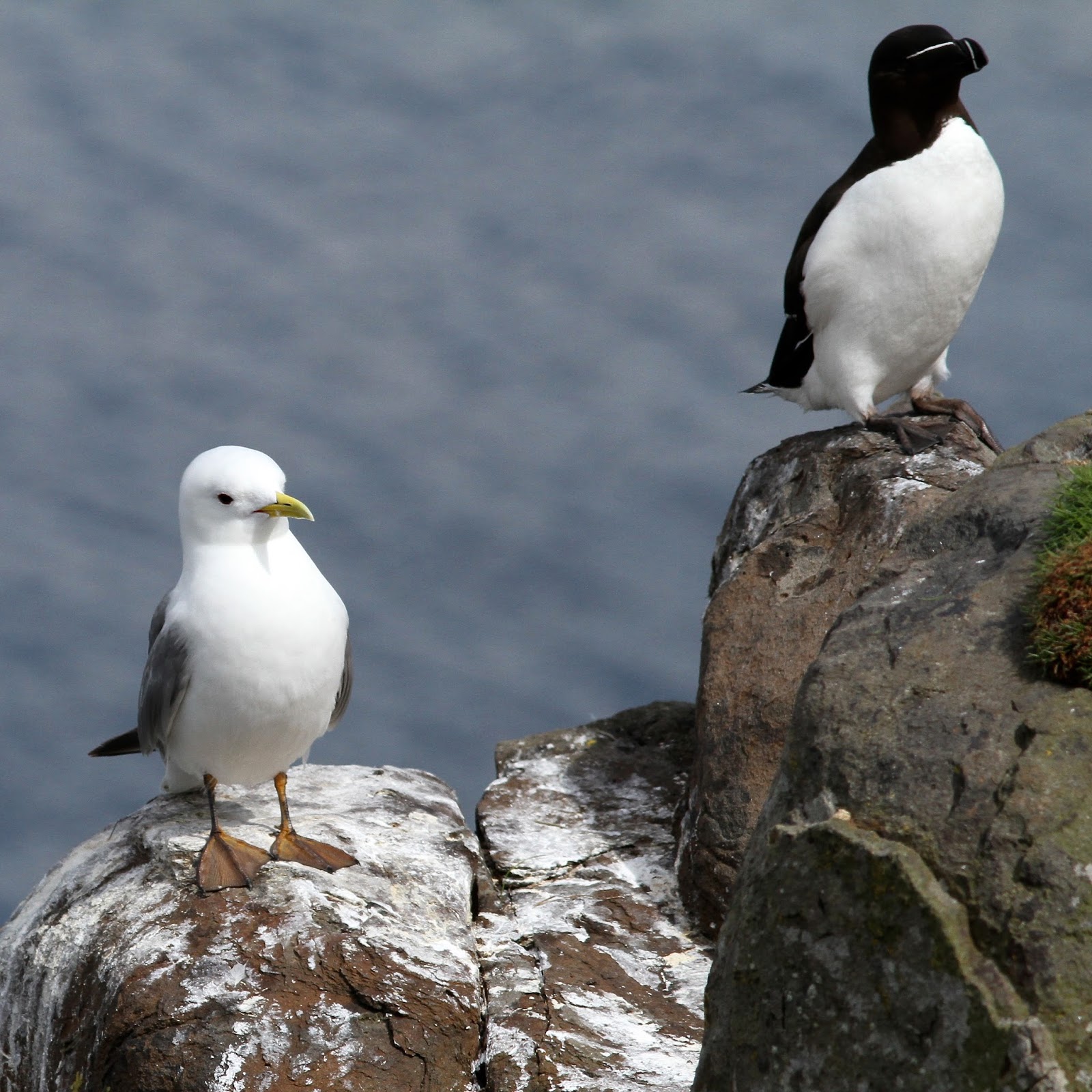 TrogTrogBlog: Bird of the week - Kittiwake
