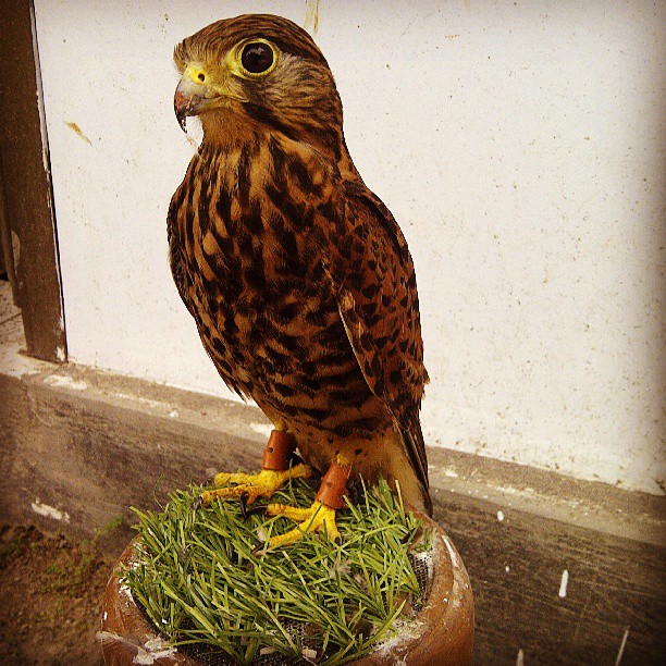 Burung Alap - Alap Dan Jenis- Jenisnya ~ Jendela Lestari