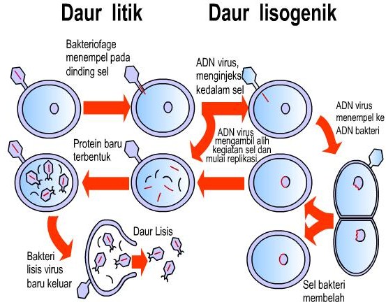 Proses dan Cara Perkembangbiakan Virus (Litik dan Lisogenik) ~ DosenIpa