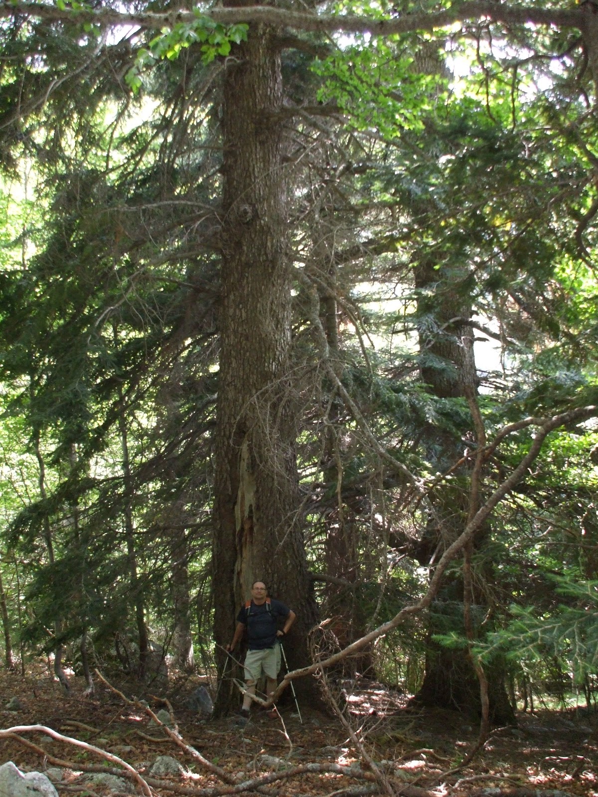 Plantas, Árboles y Flores: hayedo-abetal-cerezal y abetos
