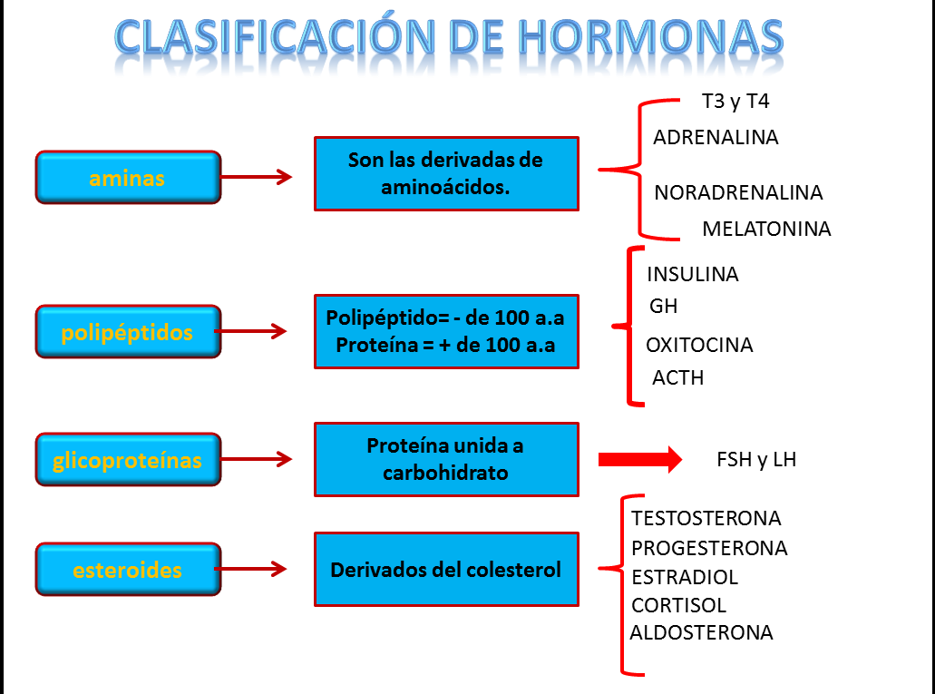 blog de fisiologia, UAS,de Jose Alberto Cuevas Bastidas: CLASIFICACIÓN ...