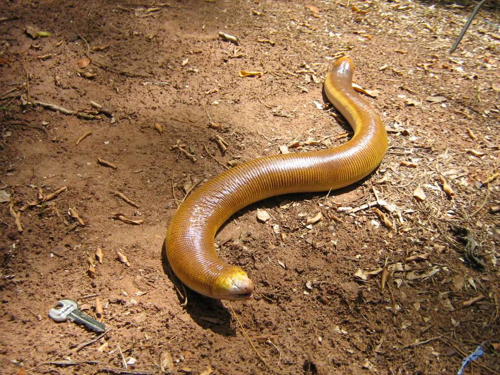 Amphisbaenia - Worm Lizard: Subordo Amphisbaenia - Worm Lizard