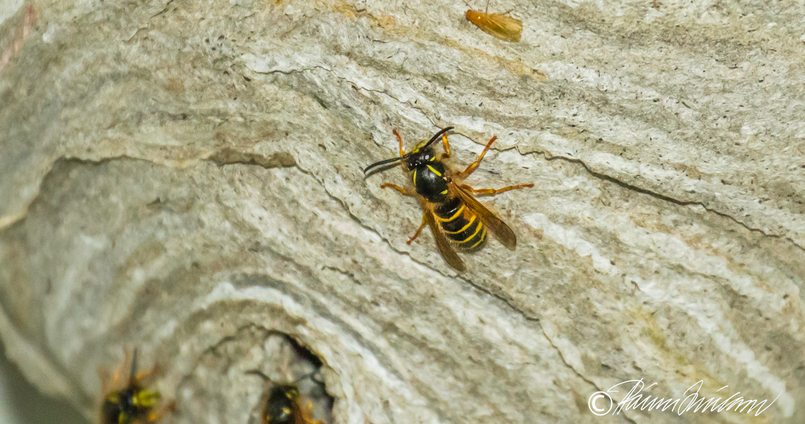 Höfuð Kvisthyltinga: Af dýrðarsöng og fjöldamorðum.