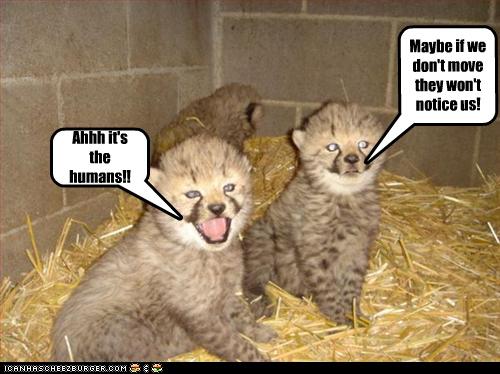 Funny Cheetah Photos | Funny Animals