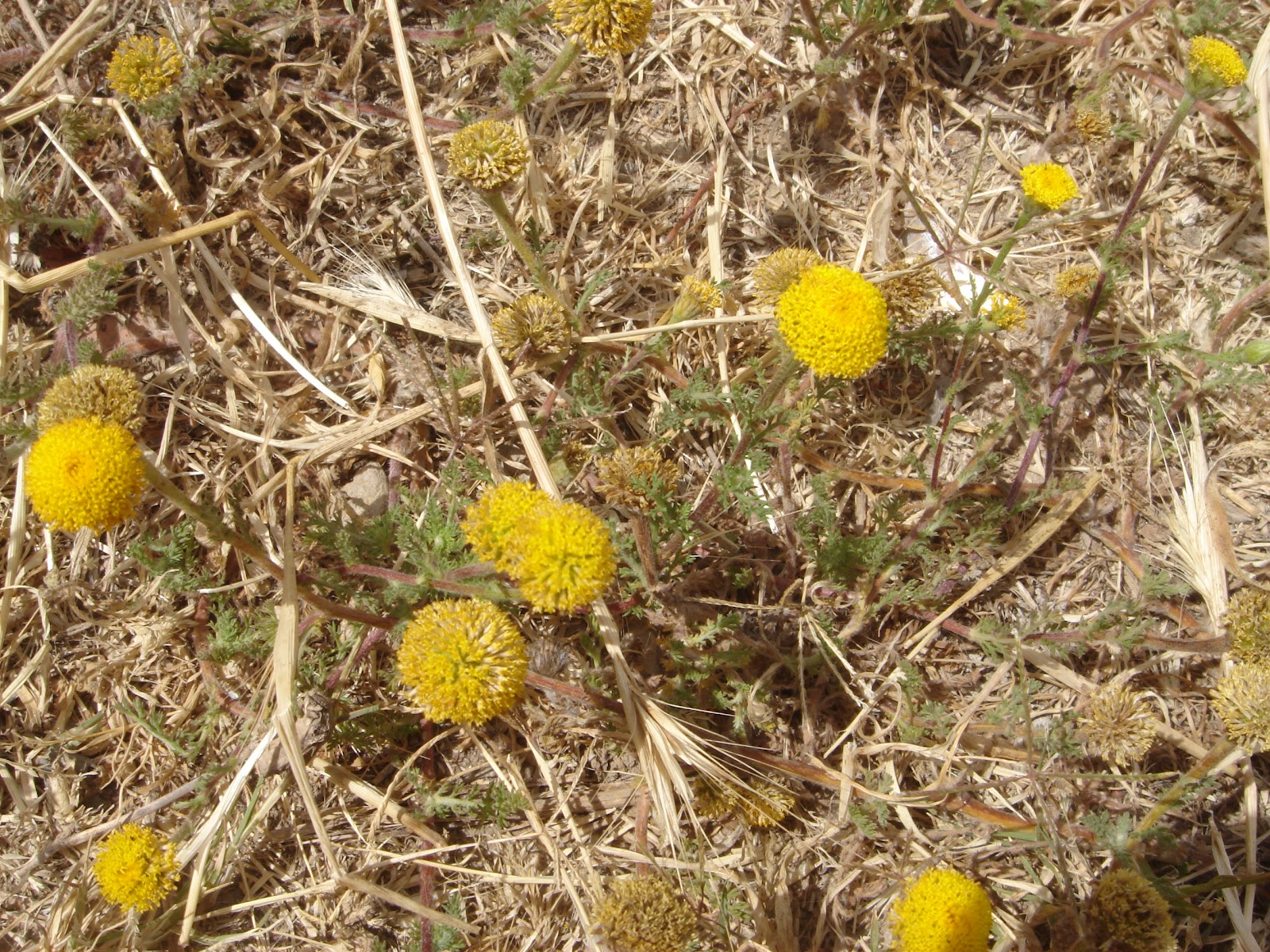 BLOG CLOROFILA: Anacyclus valentinus.