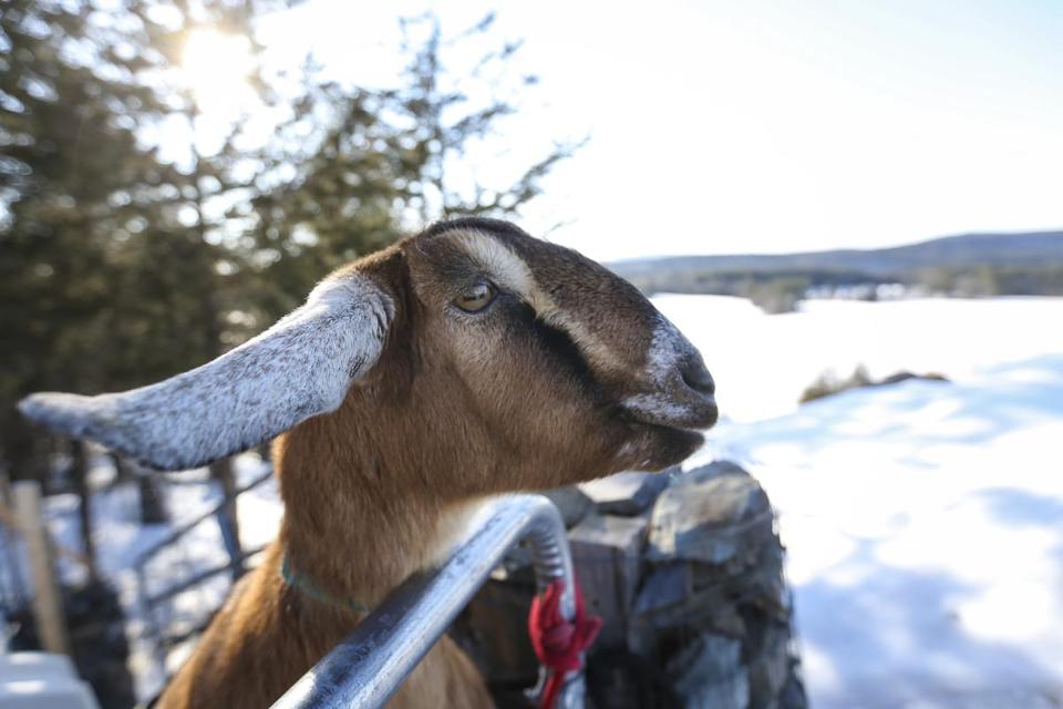 NEW ENGLAND FOLKLORE: Weird New England News: Goat Elected Mayor ...