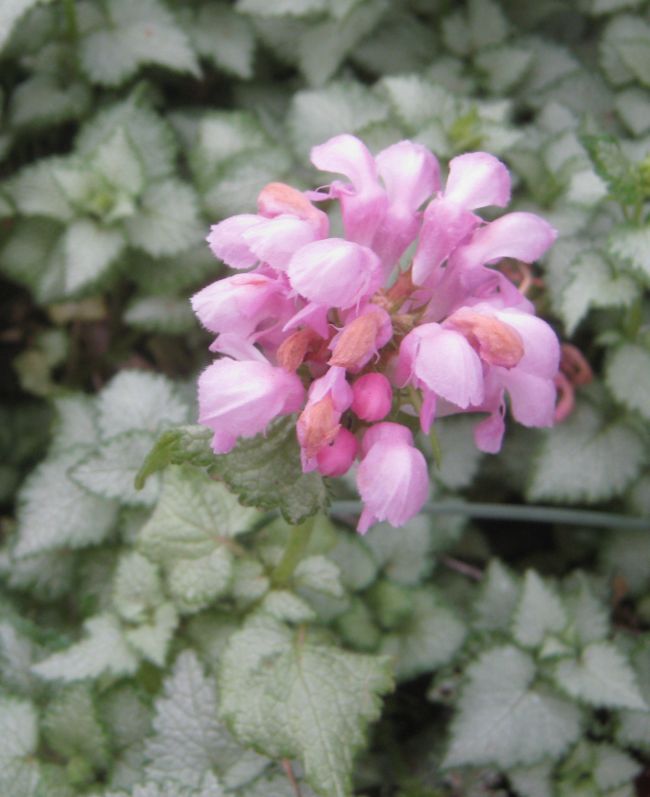 Future Plants by Randy Stewart: Lamium