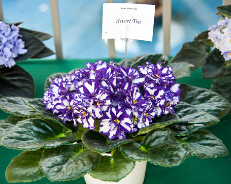 Petal Tones the Blog Edition: Baltimore African Violet Club Show and Sale