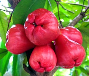 Klasifikasi Jambu Air dan Manfaatnya | Dunia Remaja™