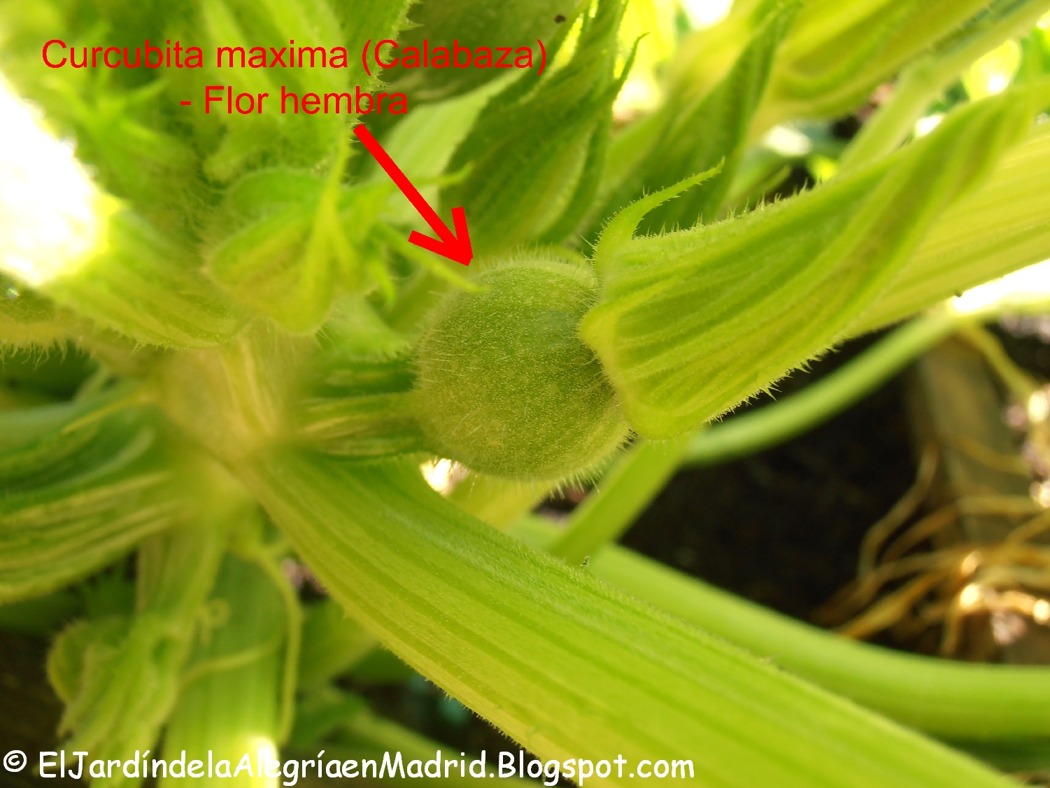 El jardín de la alegría : Flores macho y hembra de Curcubita maxima ...