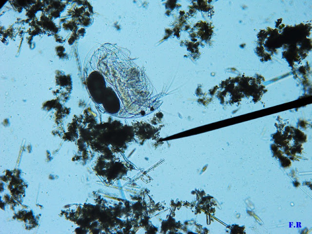 Microorganismo del agua.: FOTO DE ALONA RECTANGULA.