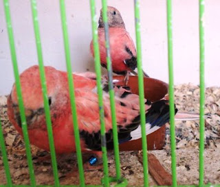 Canto dos Periquitos: Bourke Rosa