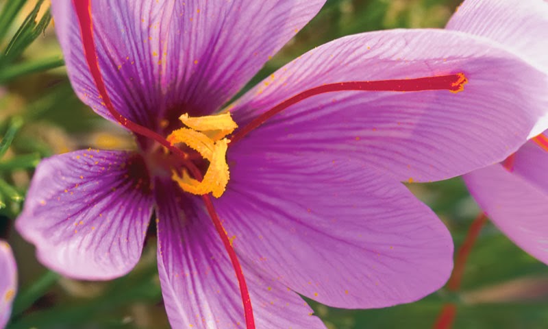 HOW TO PROPAGATE THE SAFFRON CROCUS |The Garden of Eaden