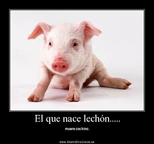 Imágenes del cochino - Imagui