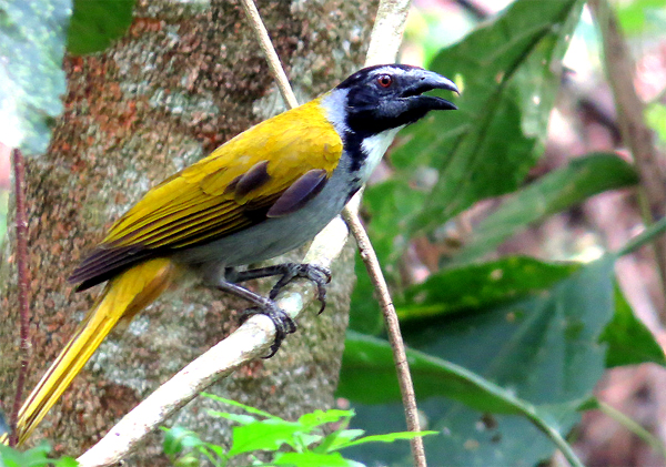 Bellas Aves de El Salvador: Saltator atriceps (chepito, saltador cabeza ...