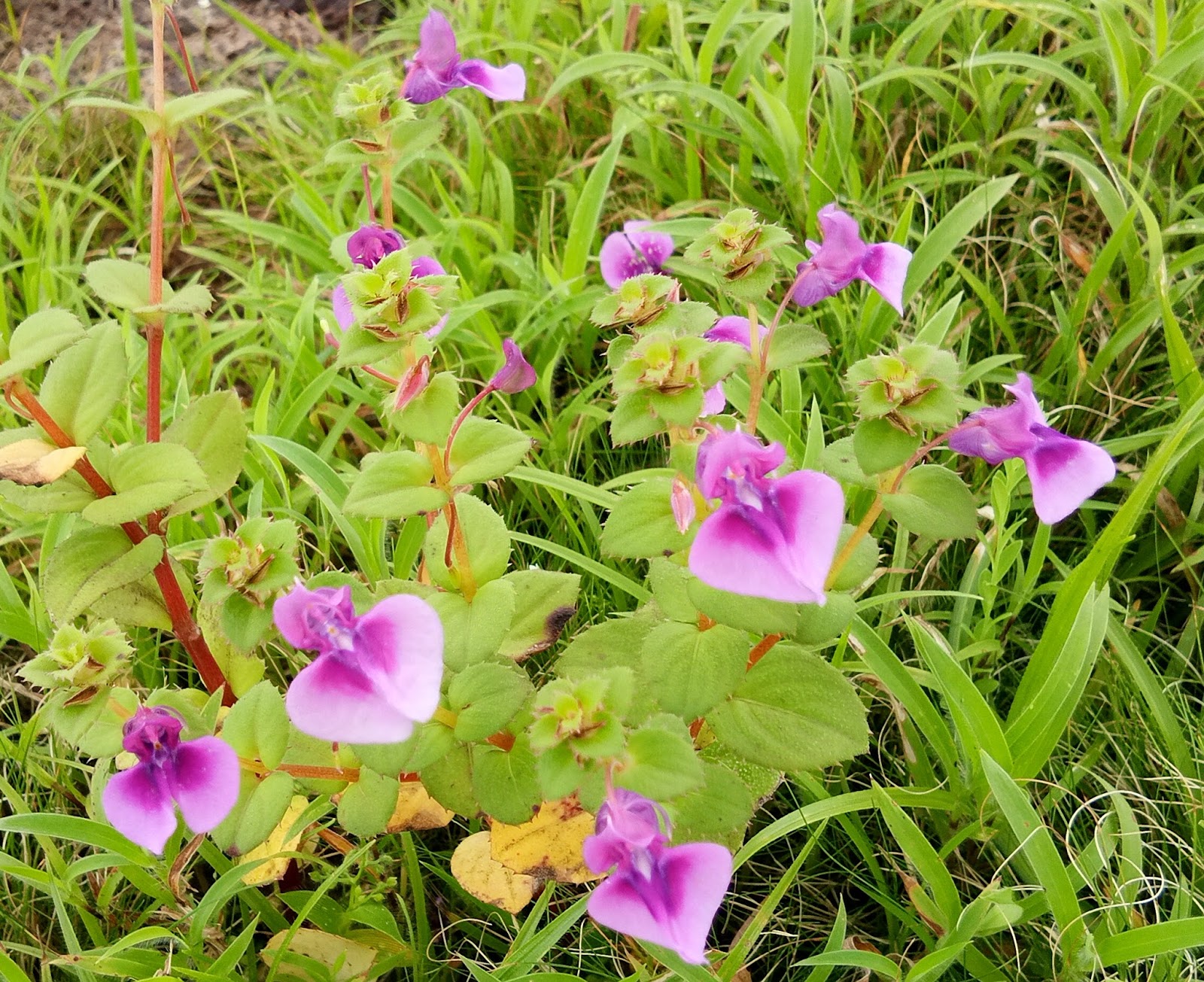 My World: Kaas Plateau - Our Own Valley of Flowers...