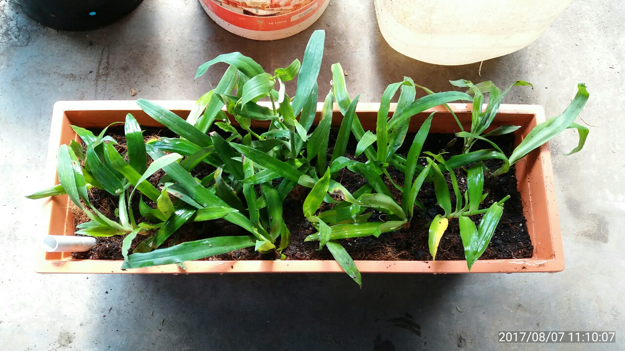 Rumput Beijing @ Beijing grass @ Angel grass.