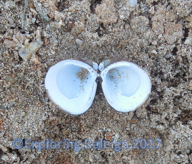 Raleigh Daily Photo: Shell fungus