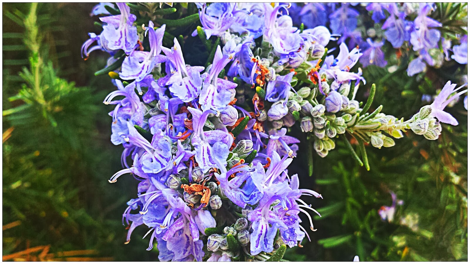 EL COCINERO DEL NAUTILUS: La flor del romero