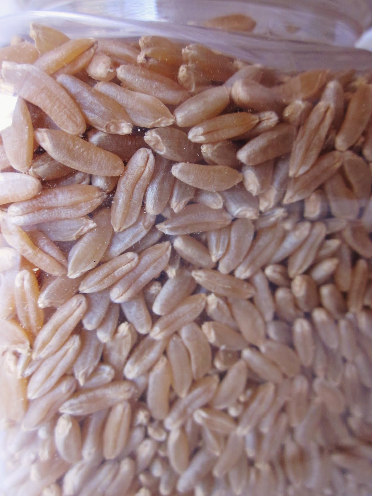 Preparing Wisely: Grain Surgery-- Basic Grain Identification 101