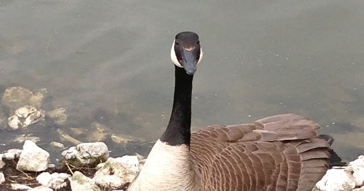 Goose Control and Herding Dogs: Canada Goose Egg Addling DIY