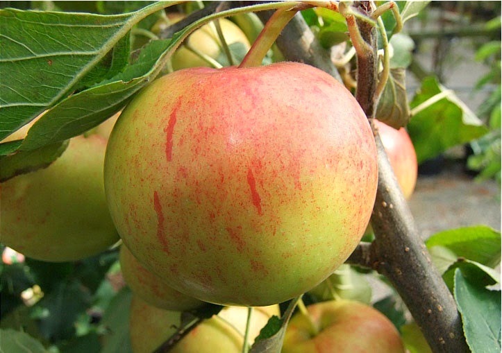 Trees Planet: Malus domestica - Apple