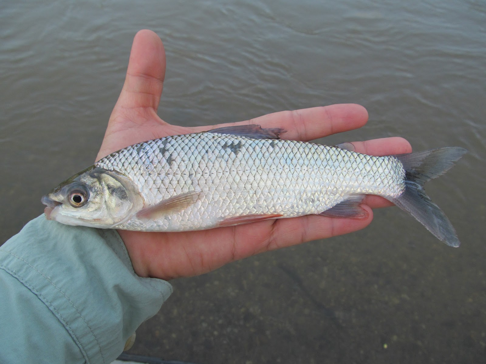 Espacio de Pesca: Pesca de bocachico, comelon (moino) y chango en ...