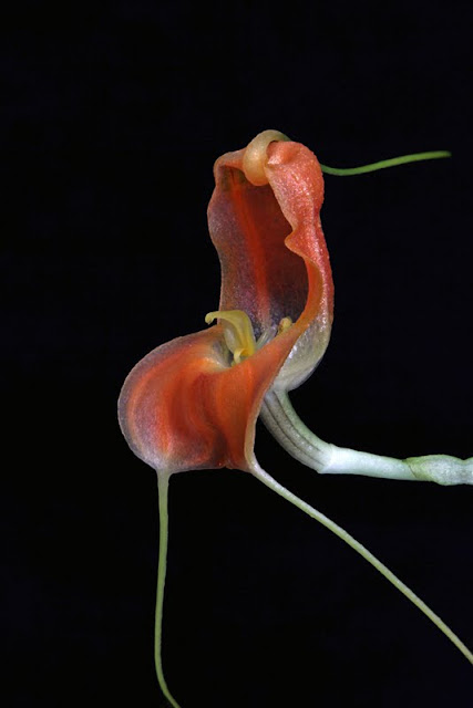 Orchids in Bloom: Masdevallia prodigiosa