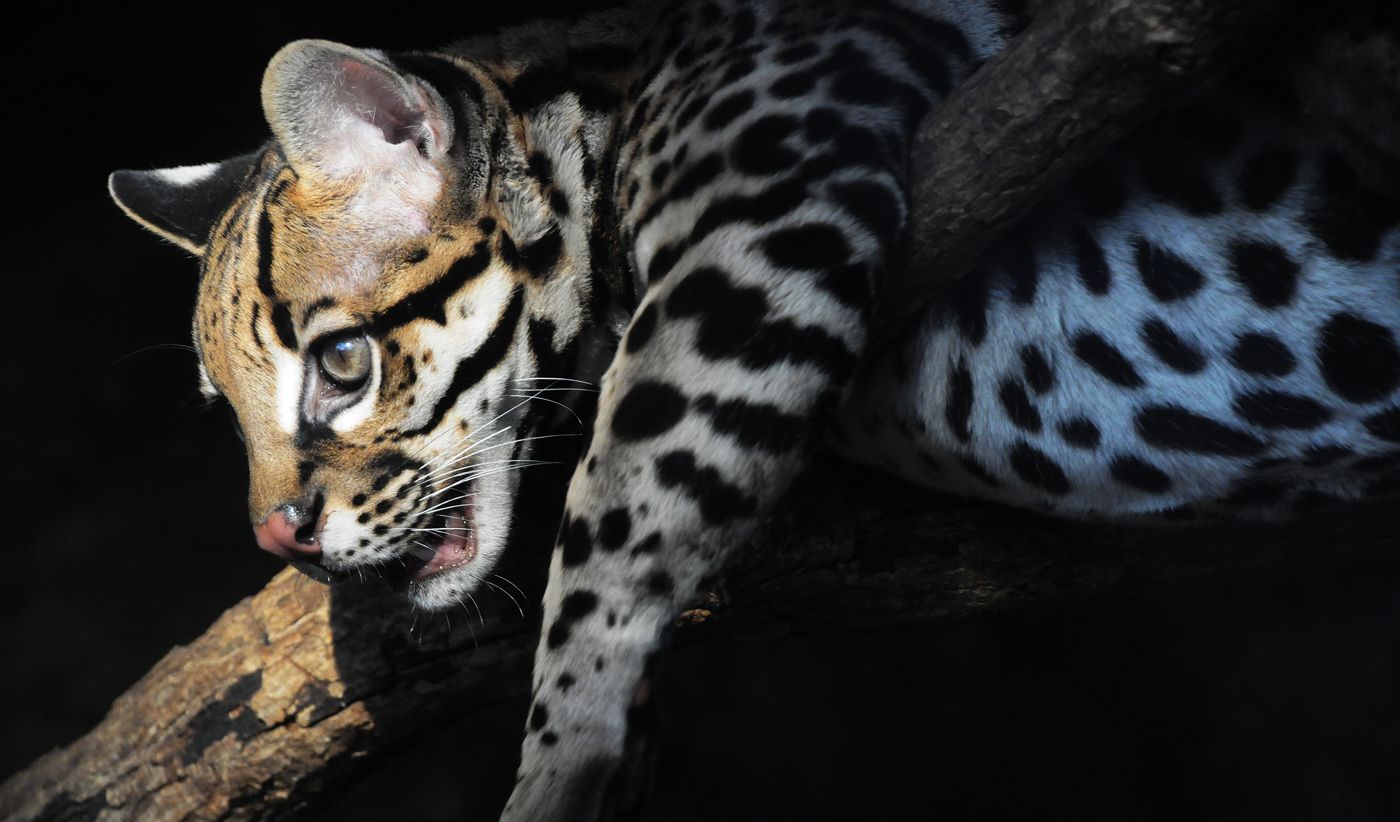 Keeper of the Zoo: Ocelot Cub Update