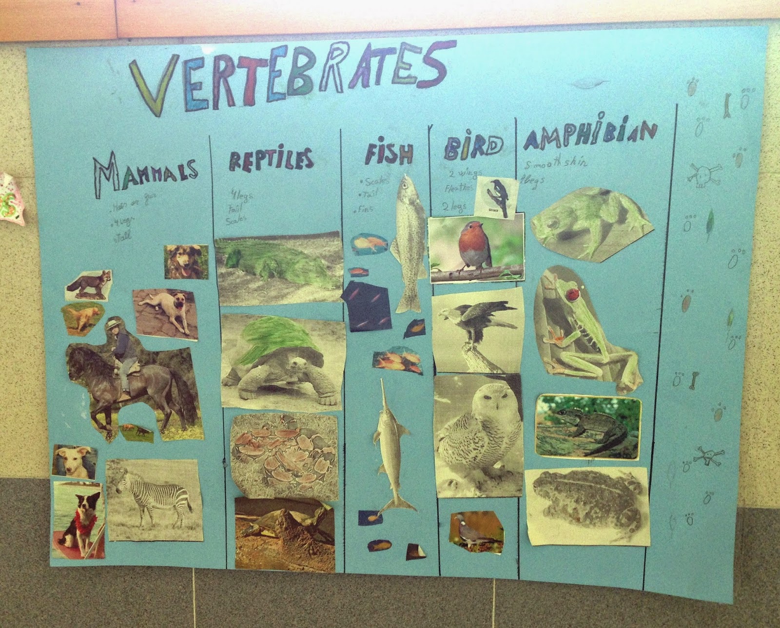 SCIENCE IN THE SCHOOL: Displays