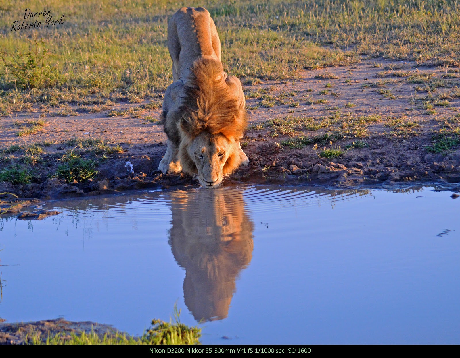 The Matimba coalition