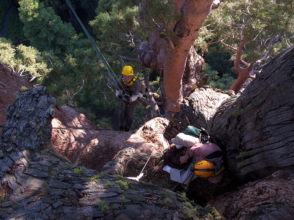 DEV BİR SEKOYA AĞACINDA YAŞAM ~ BAŞTAN SONA BÜTÜN DÜNYA