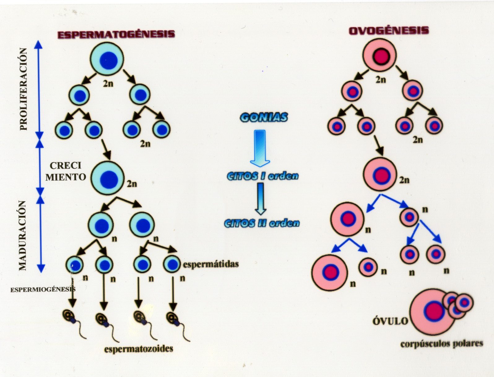 biologia humana: OVEOGENESIS Y ESPERMATOGENESIS