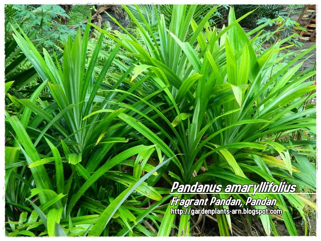 Garden Plants Cik Arn: Pandanus amaryllifolius