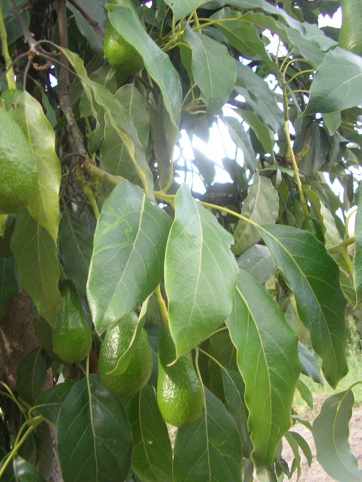 NIÑAS, NIÑOS Y ADOLESCENTES ECOLÓGICOS: TODO SOBRE LA PALTA