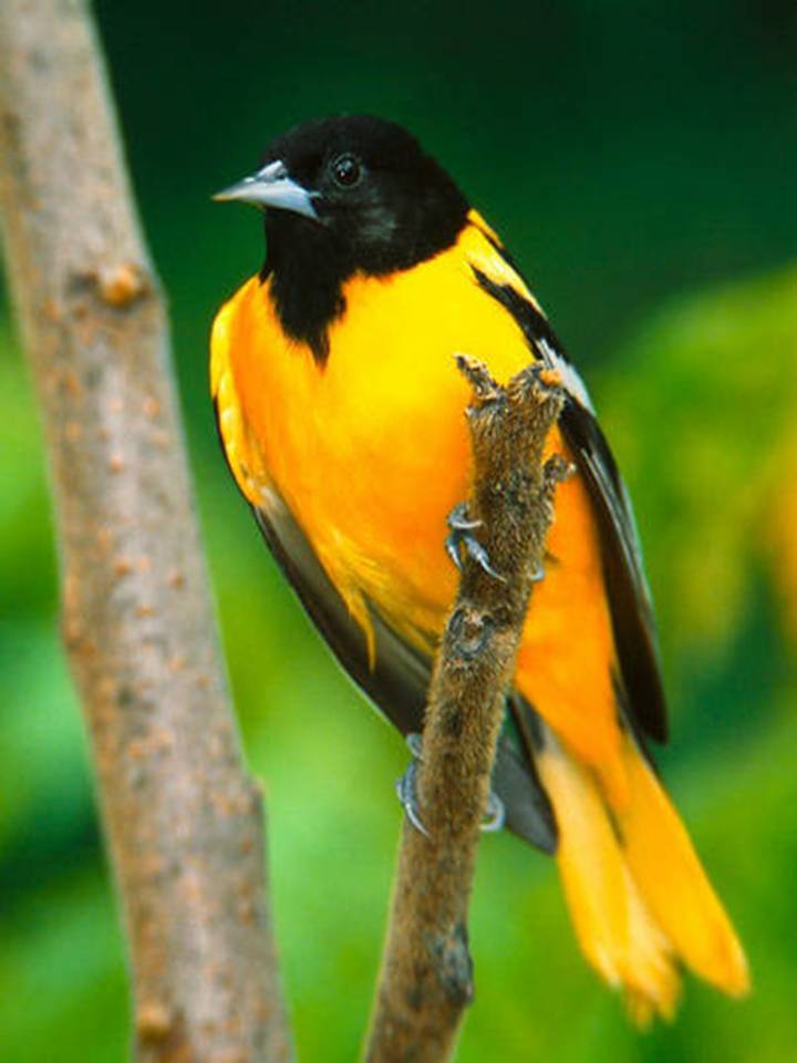 Fotos de Pássaros ~ CALDEIRÃO DO MUNDO ANIMAL - Animais,Peixes, Aves