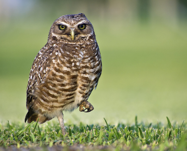 The Burrowing Owl – The Smallest Species of Owl | The Ark In Space