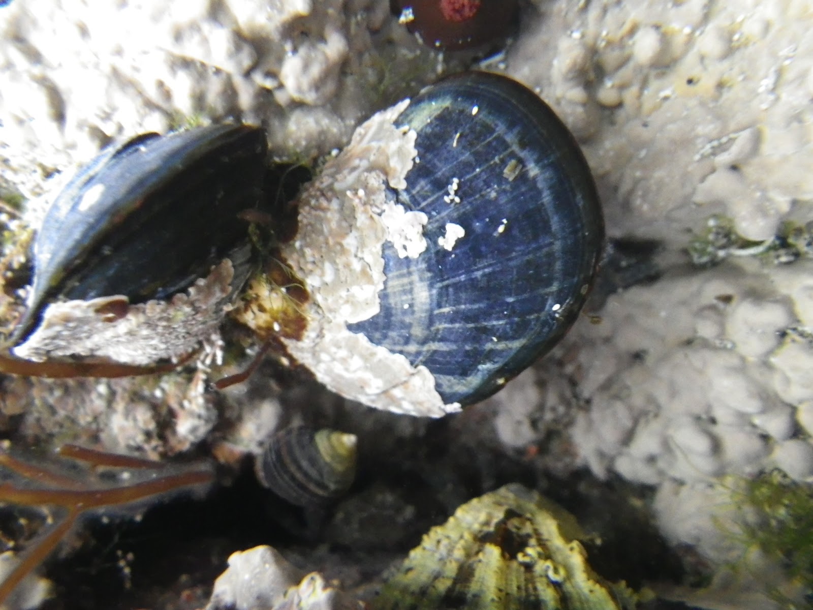 Rock Pooling: Rock Pooling destination: Mallaig, Scotland May 2013