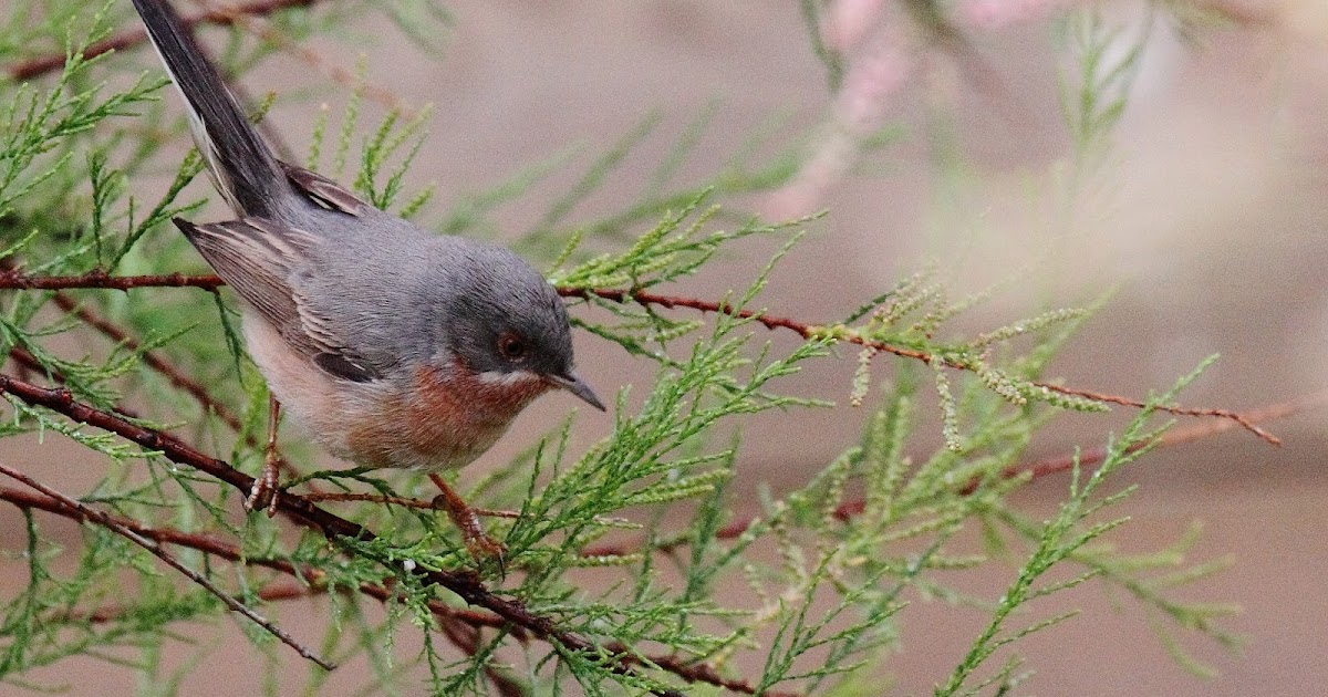 Pirate birding: Mallorca birds