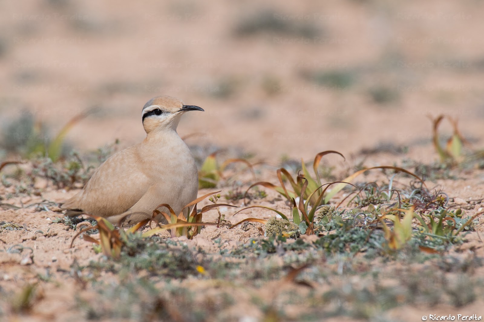 Ricardo Peralta. Fotógrafo de Naturaleza: Corredor Sahariano (Cursorius ...
