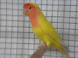 Om Hoby: Harga LoveBird Non Klep Kuning Berdasarkan Umur