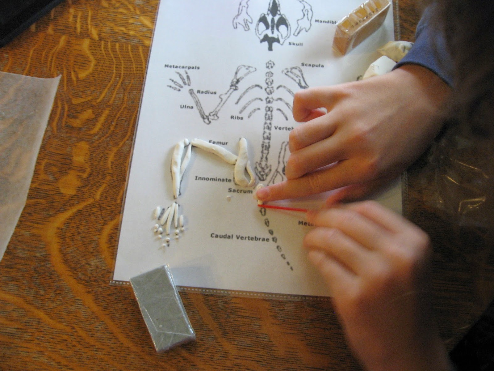 Almost Unschoolers: Sculpey Clay Vole Skeletons - Owl Pellet Follow-up