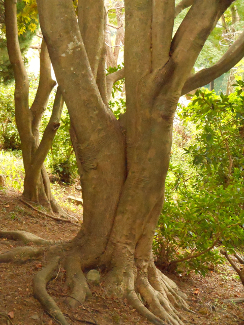 Life in Fukuoka, Japan: Nokonoshima Island and a noodle lesson