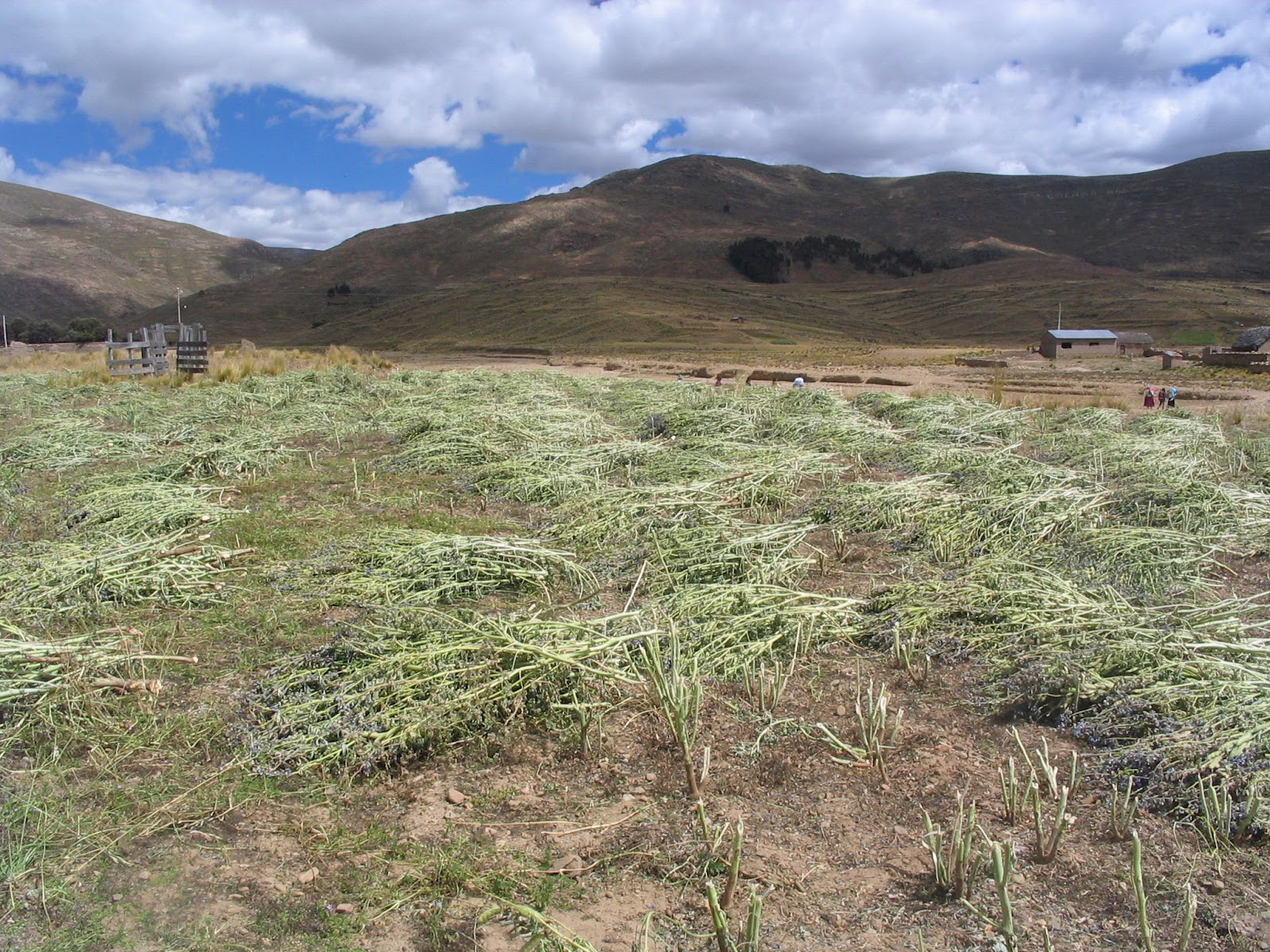ANDES FERTILES: CHACOMA - COMO SE ESTA COSECHANDO EL TARWI