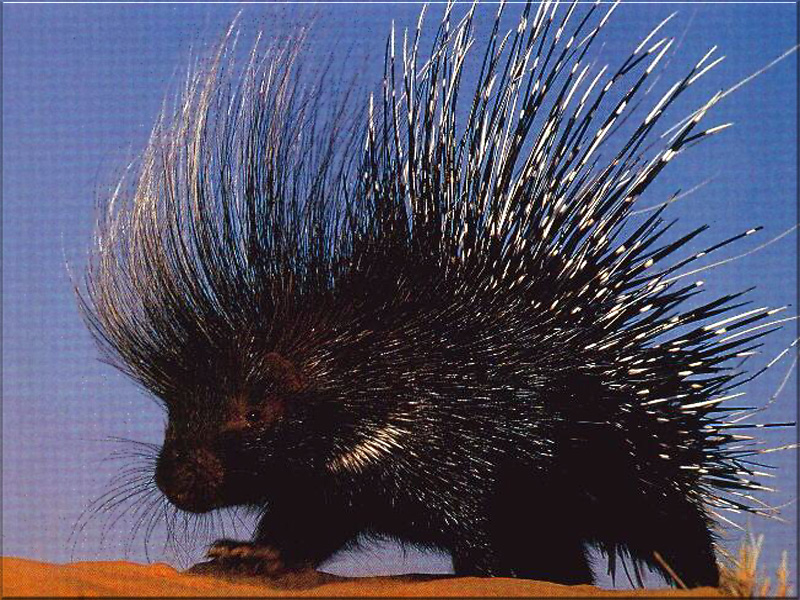 Wallpaper Collections: porcupine