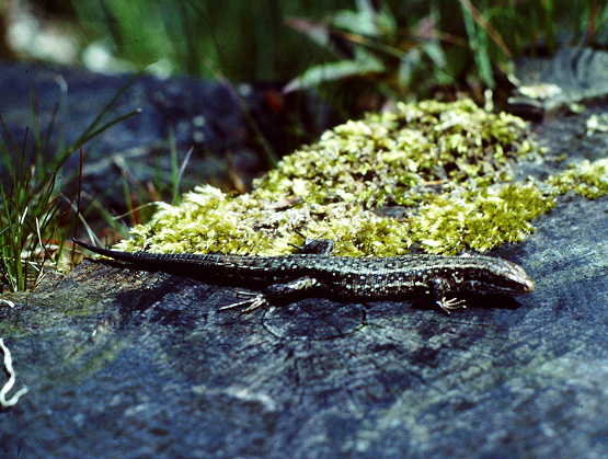 RAMBLES FROM MY CHAIR: A couple of British Lizards