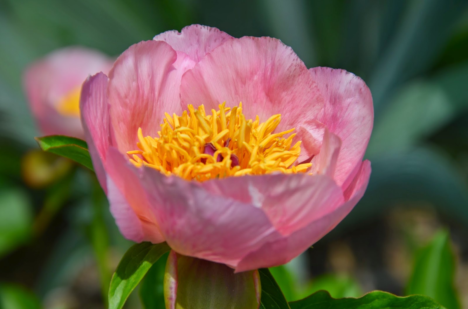 Southern Peony: 2014 Peony Blooms - Early - Week 2