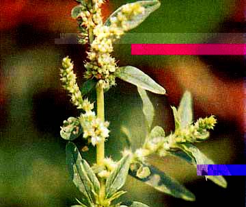 BAYAM DURI (Amaranthus spinosus L.)