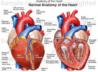 SMART HEART-- MY ANATOMY
