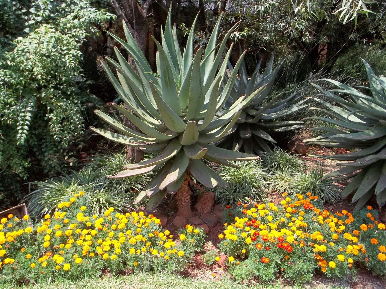 🌿 Tuinmaak in Suid Afrika 🌵: Medisyne uit jou tuin - Aloe ferox